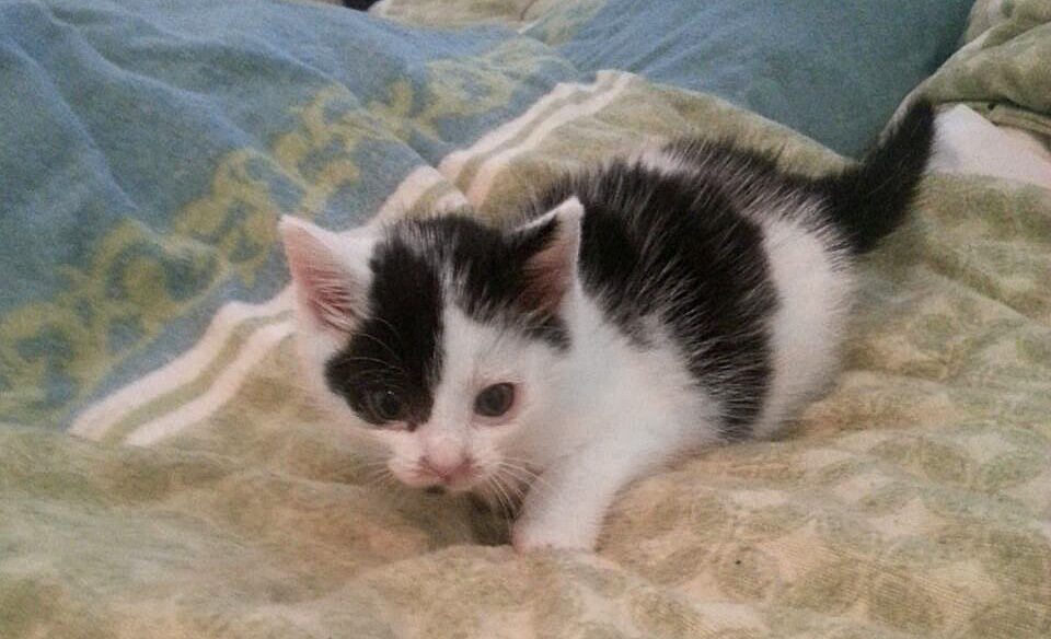 13 neue Babykatzen in den letzten 5 Tagen – Tierheim Lübbecke