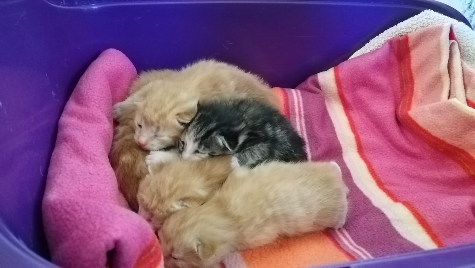 Die ersten Katzenbabys sind da – Tierheim Lübbecke