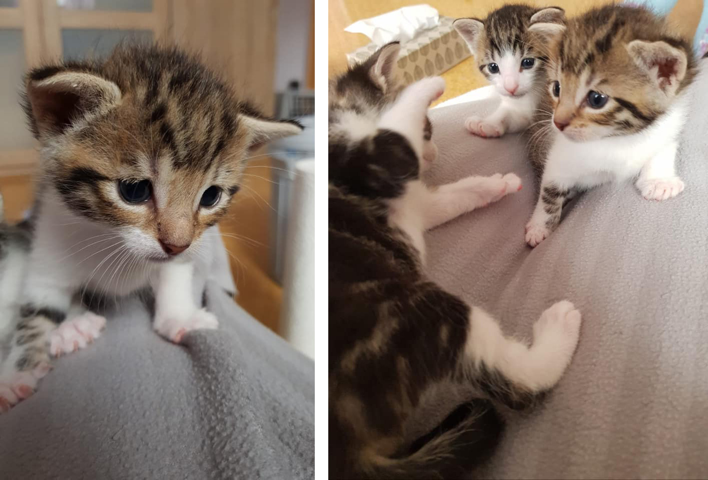 Die ersten Katzenbabys stehen zur Vermittlung – Tierheim Lübbecke