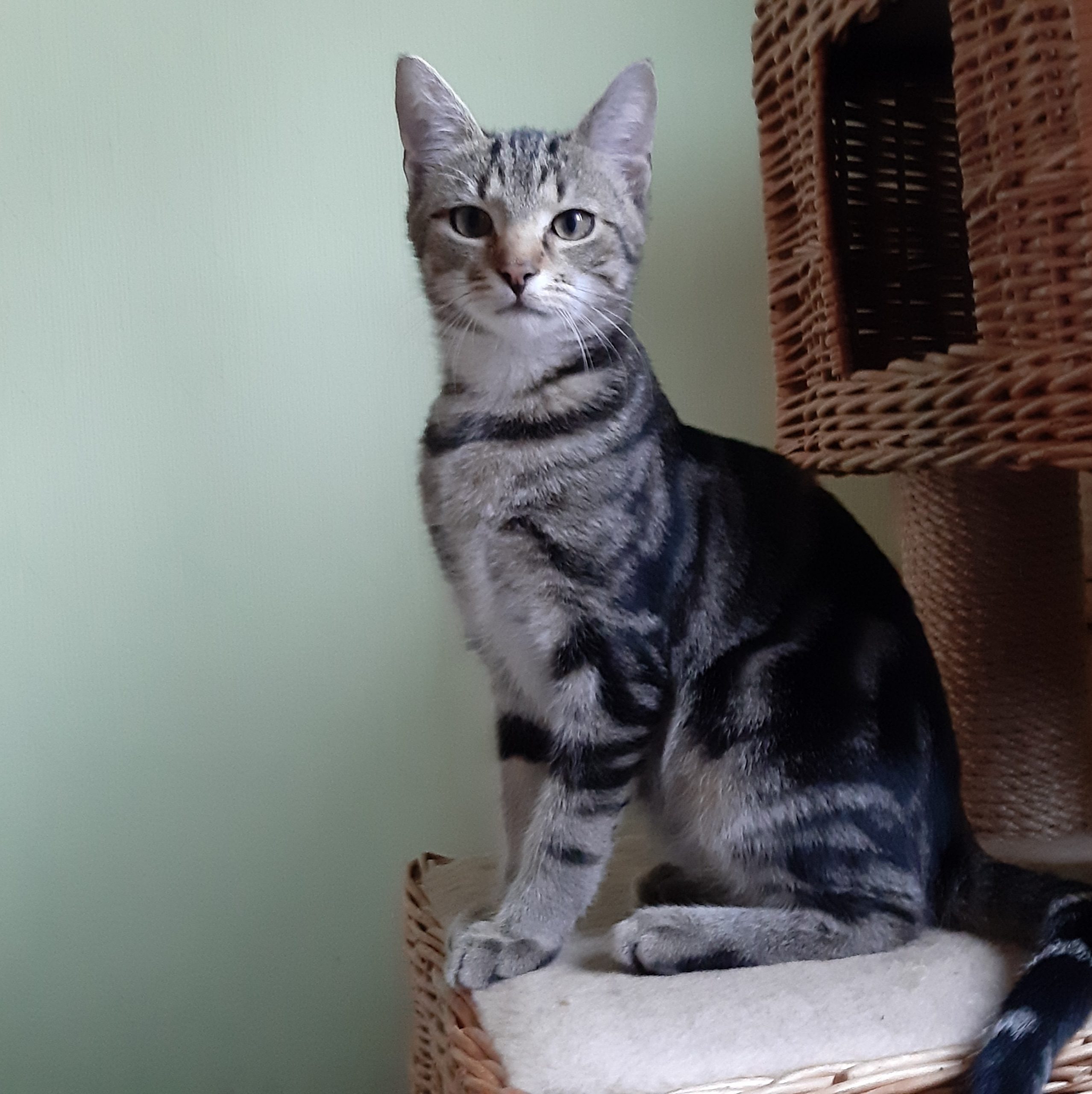 Katzen im Tierheim – Tierheim Lübbecke